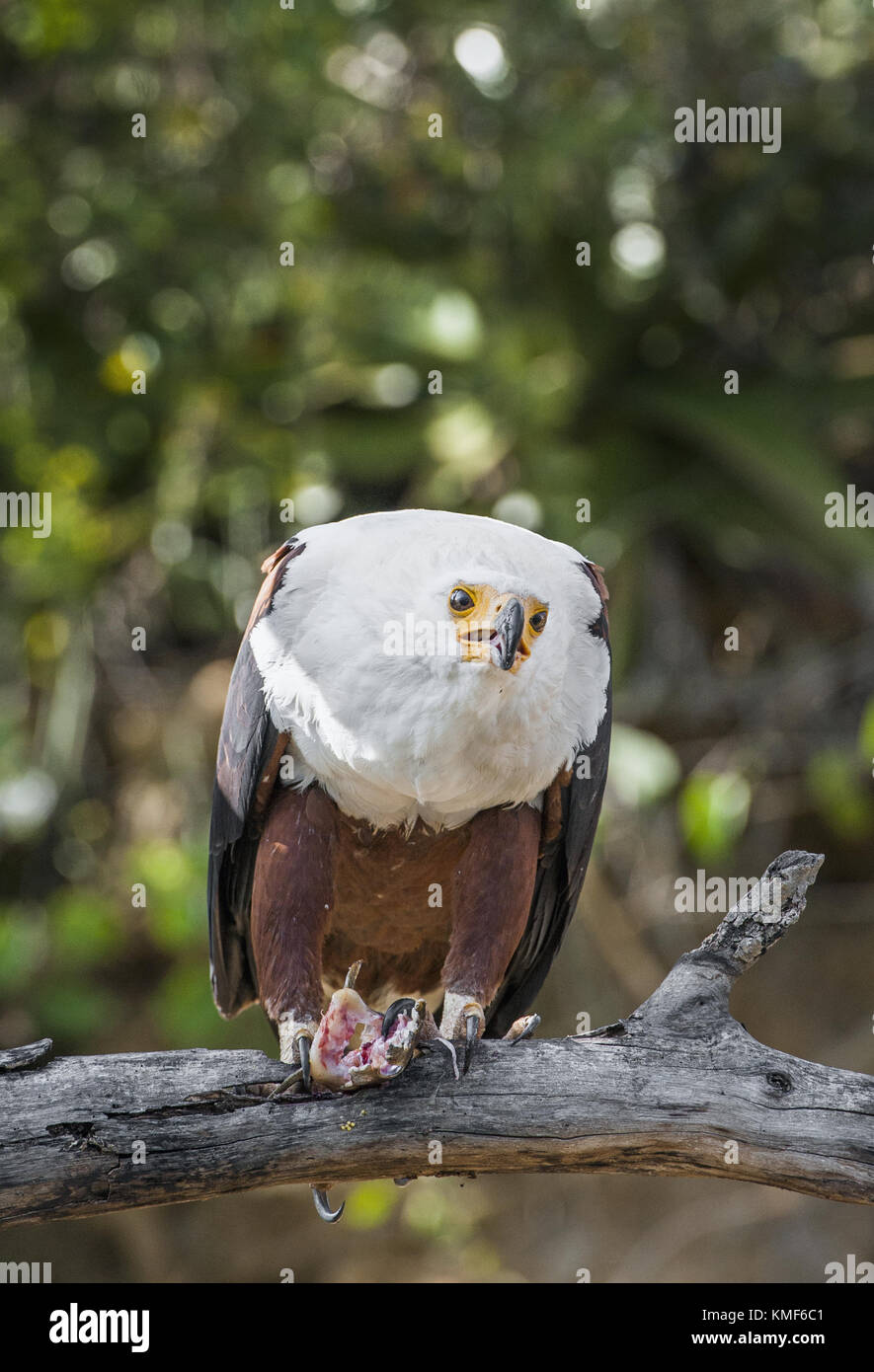 The African Fish Eagle (Haliaeetus vocifer) or distinguish it from the ...