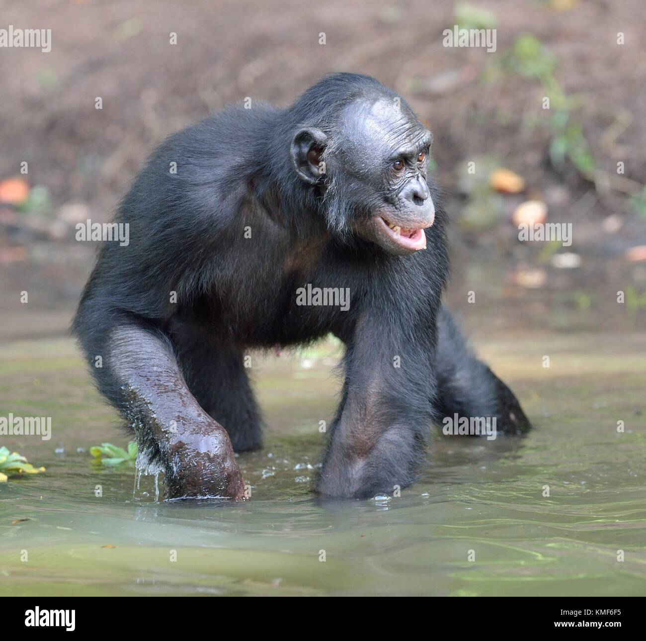 Bonobo standing in water looks for the fruit which fell in water ...