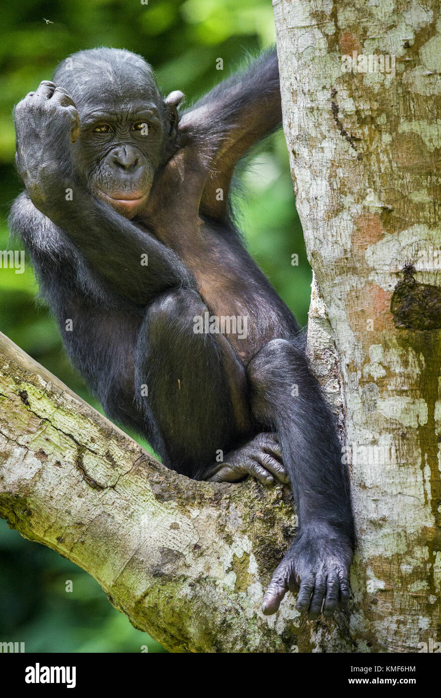 The close-up portrait of juvenile Bonobo on the tree in natural habitat ...