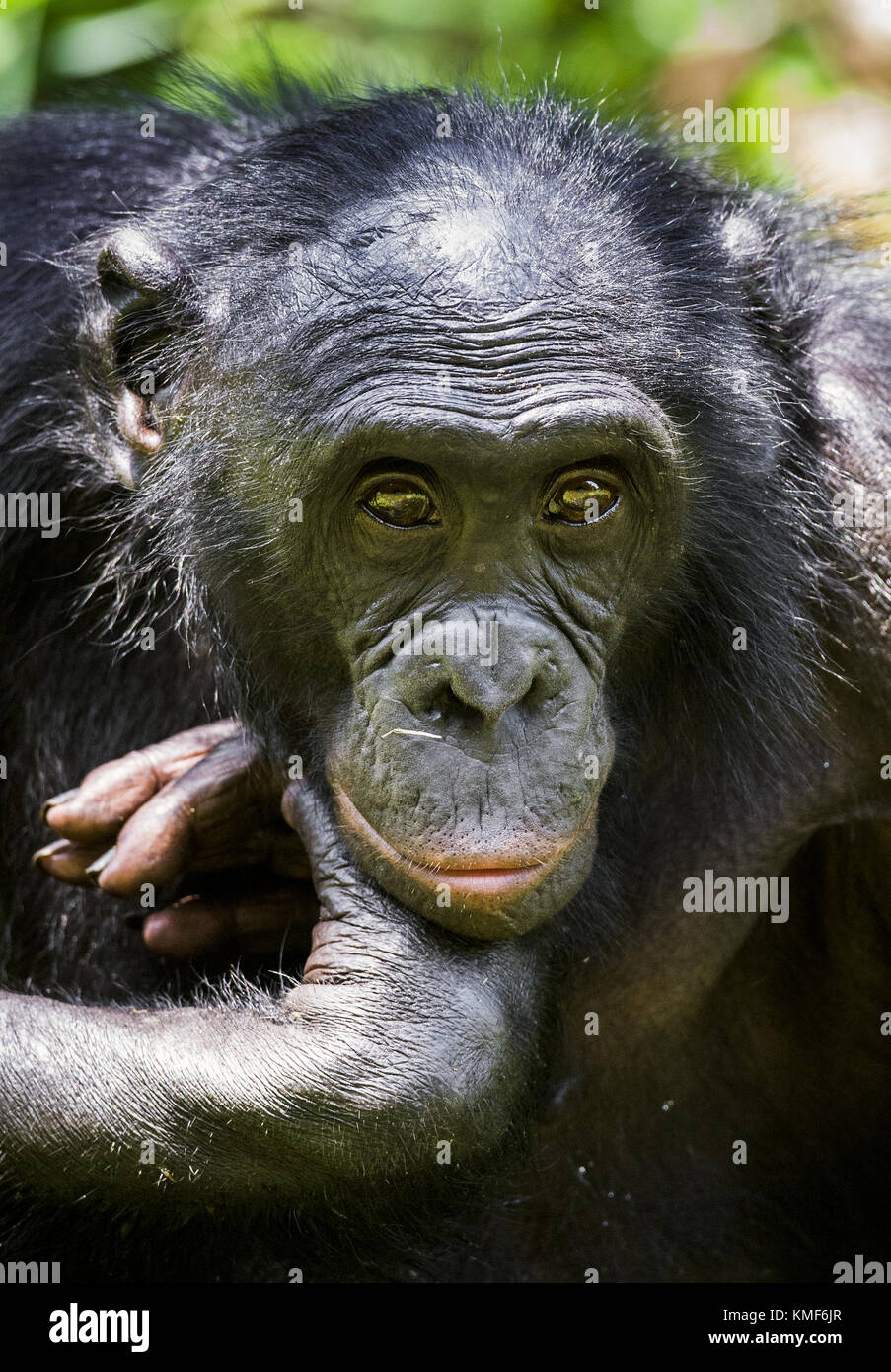 The portrait of male Bonobo in natural habitat. Green natural ...
