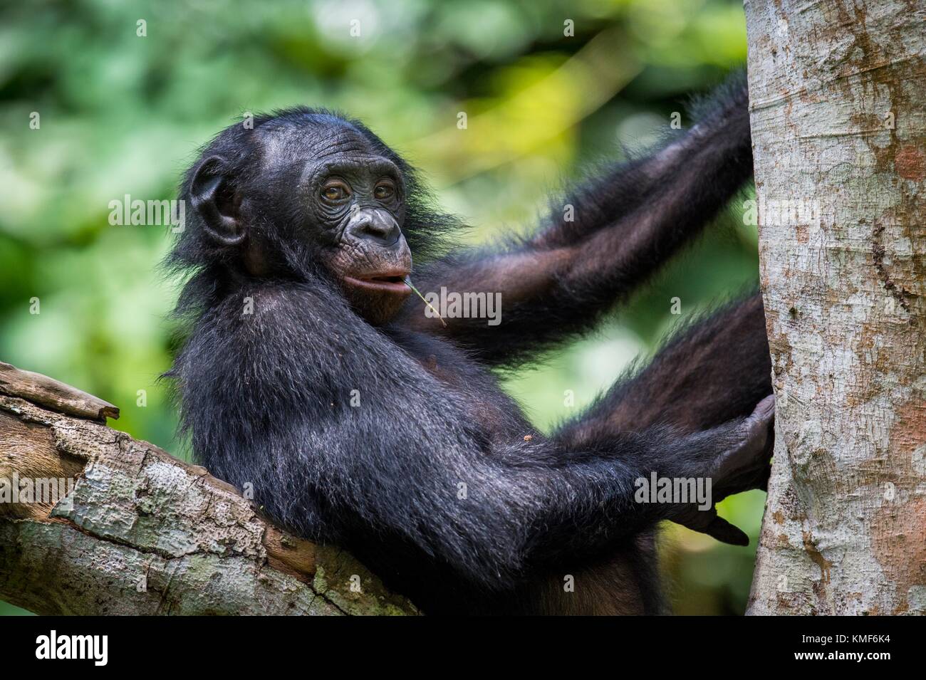 Close up Portrait of Bonobo Cub on the tree in natural habitat. Green ...