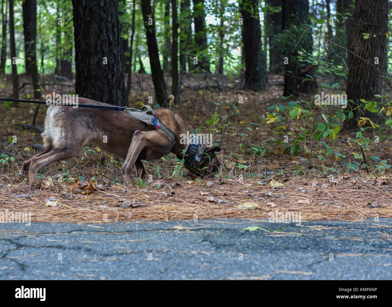 Mmarc, 633rd Security Forces Squadron military working dog, sniffs out ...