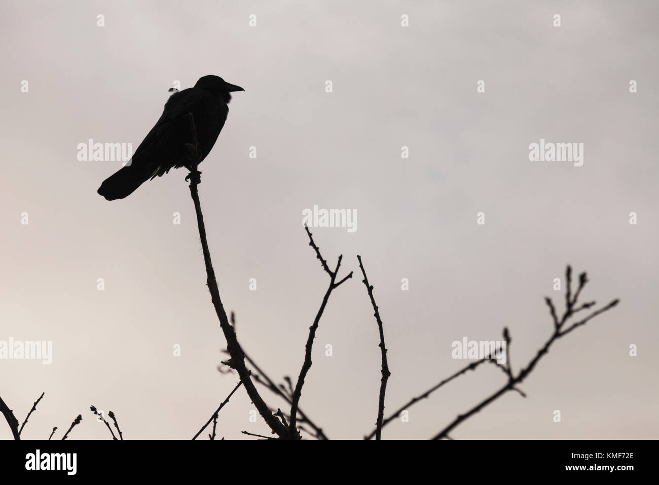 Black Crow on Branch Stock Photo - Alamy