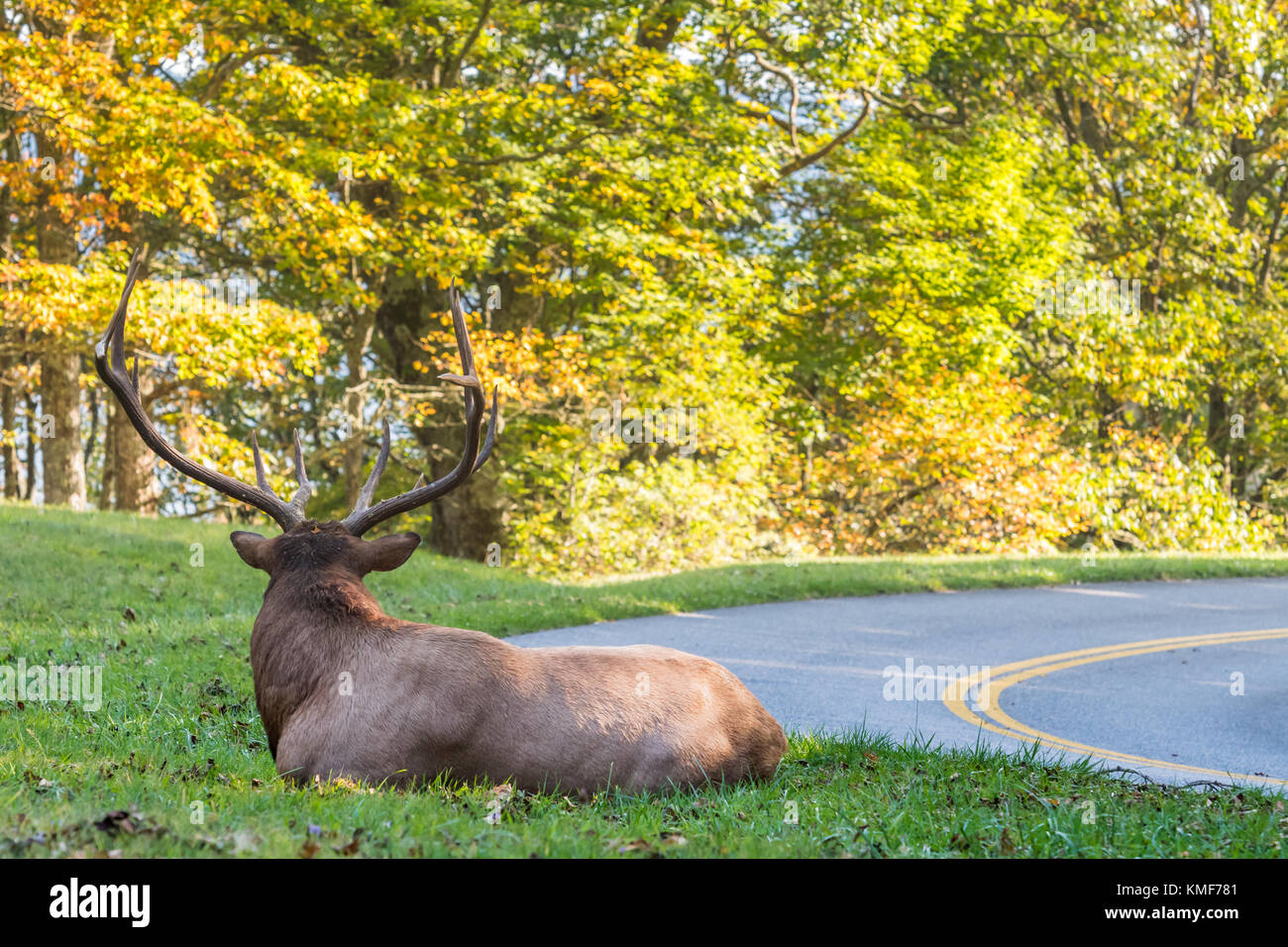 Blue ridge parkway wildlife hi-res stock photography and images - Alamy