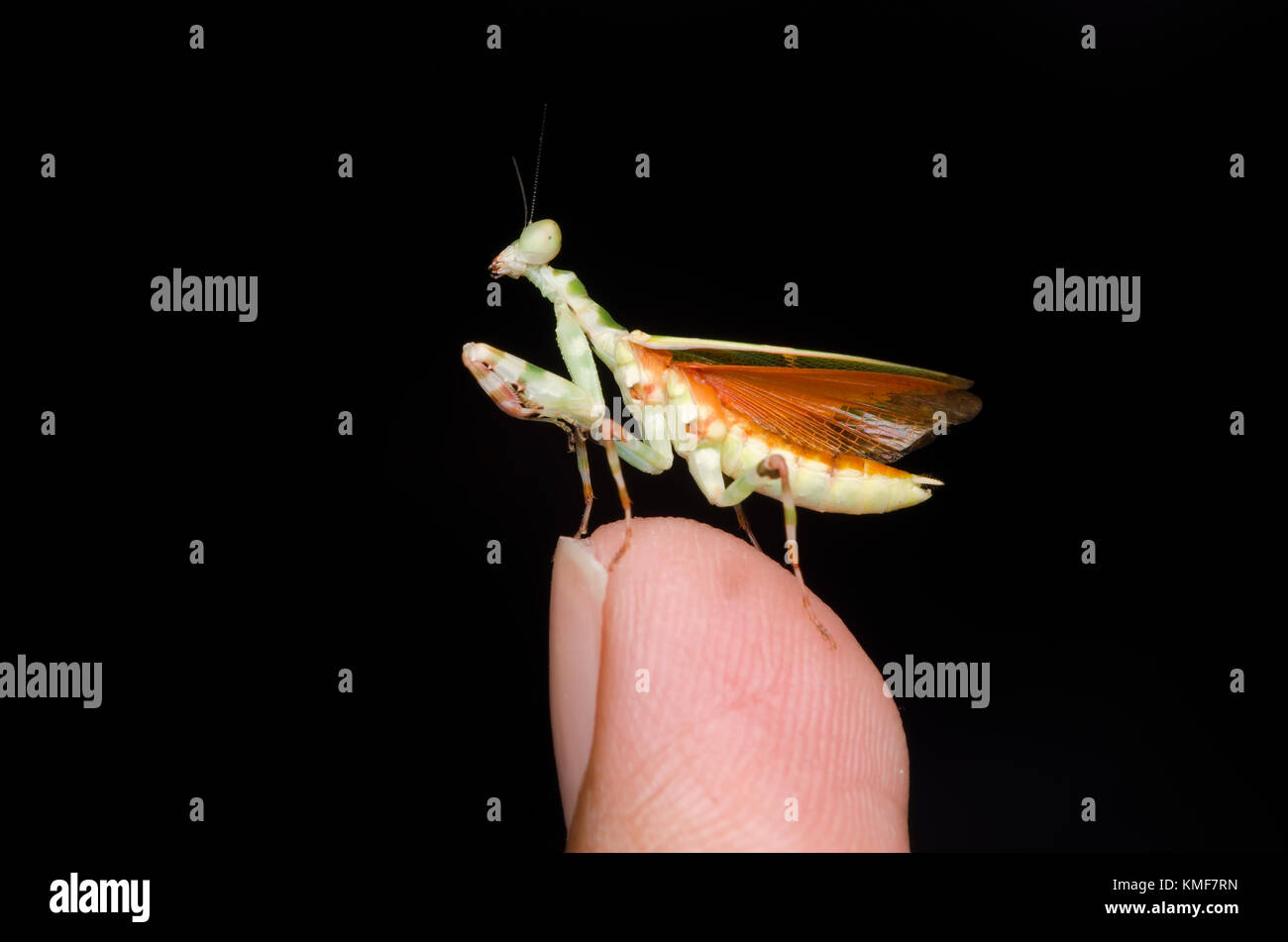 flower mantis male on tip of finger. Theopropus elegans. praying mantis ...