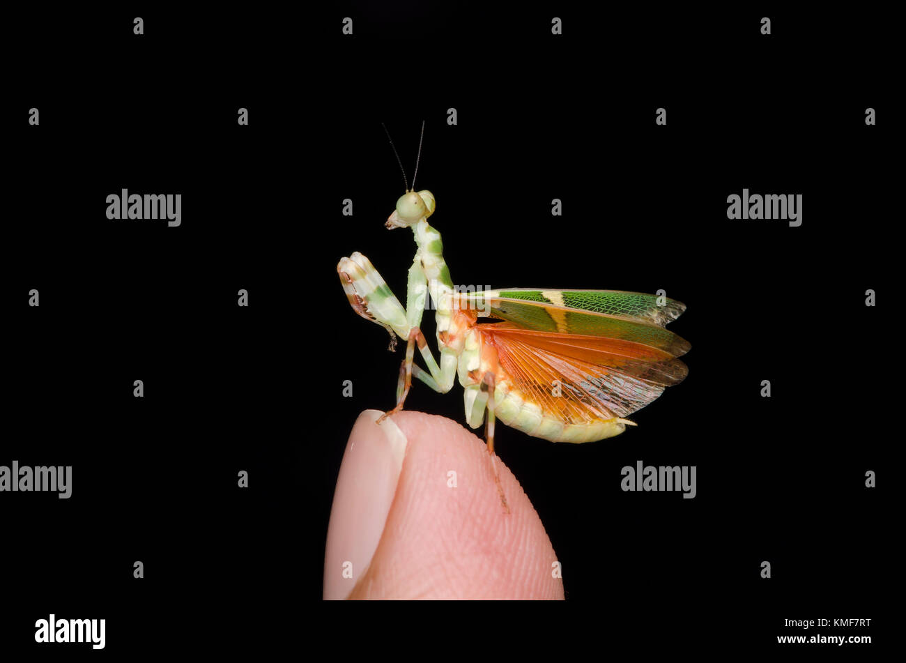 flower mantis male on tip of finger. Theopropus elegans. praying mantis ...