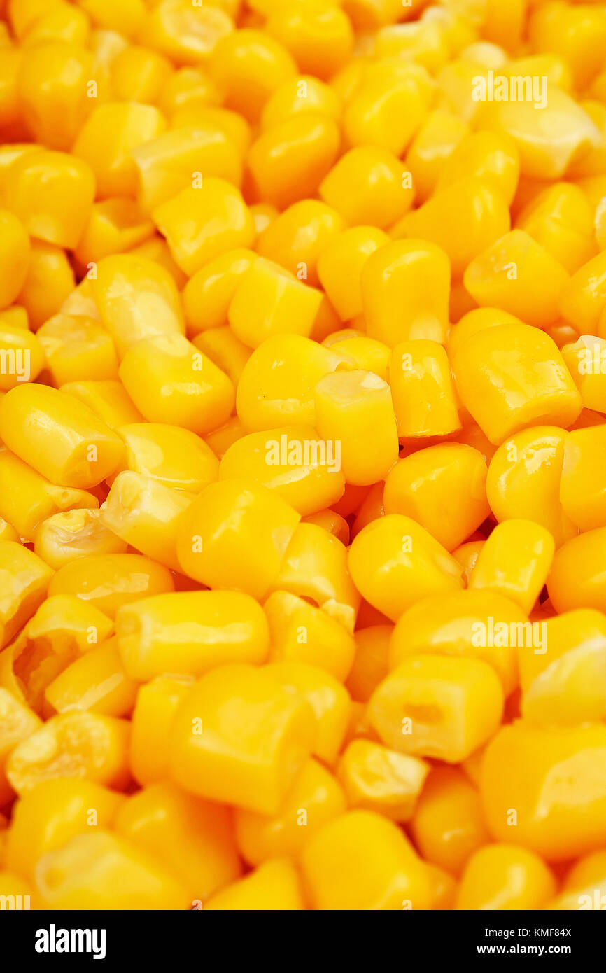 Corn texture. Yellow corns as background. Corn vegetable pattern. Shiny ...
