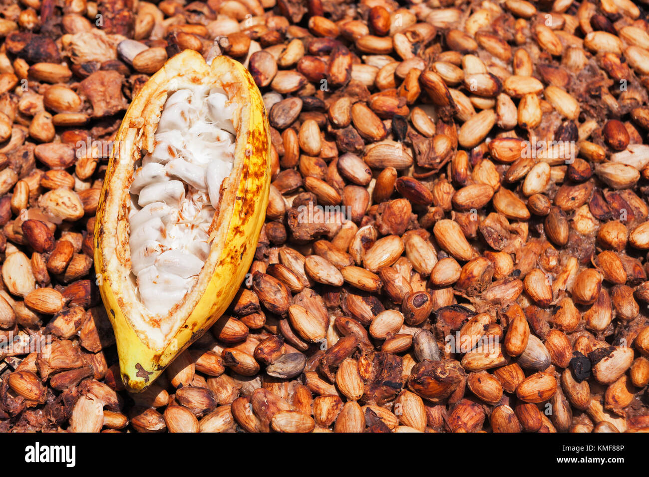 Indonesian cocoa trees plantation harvest - opened ripe pod on drying ...