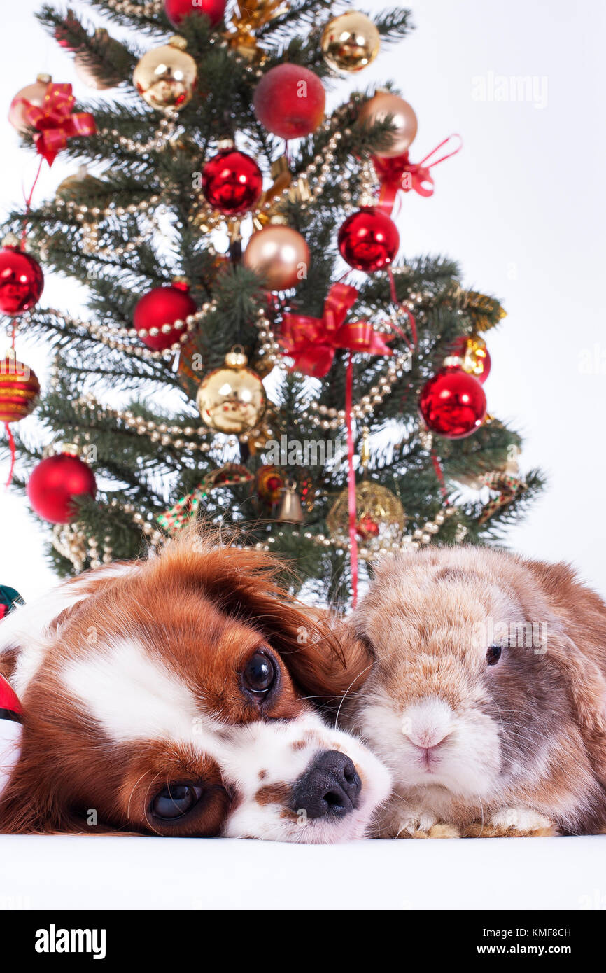Dog with christmas tree. Christmas animal pet. Studio photo with white ...
