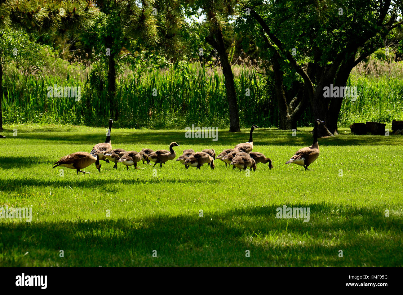 Large fresh water birds wintering in this suburban area of South ...