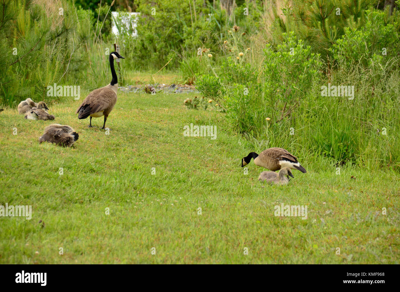 Large fresh water birds wintering in this suburban area of South ...