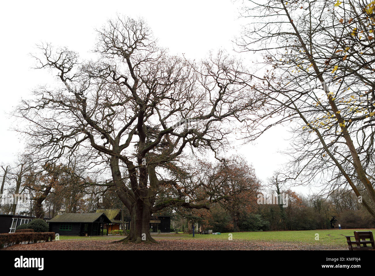 A general view of an Oak tree (centre) at the Scout Association's ...