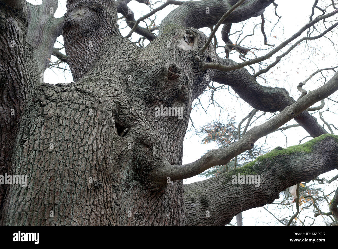 A general view of an Oak tree (centre) at the Scout Association's ...
