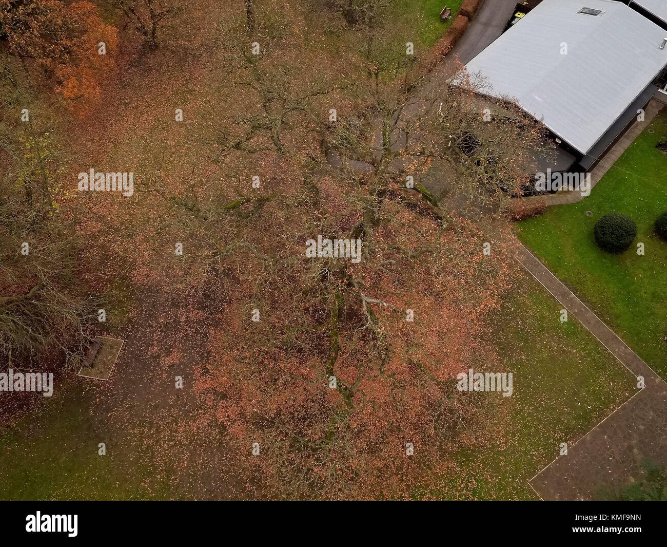 An aerial image of an Oak tree (centre) at the Scout Association's ...