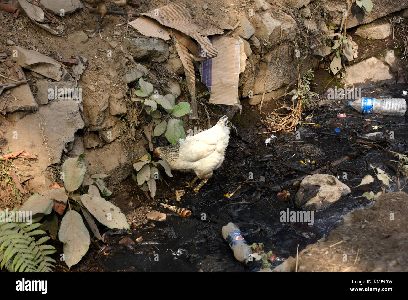 Chicken looking for food with plastic rubbish around him Stock Photo ...