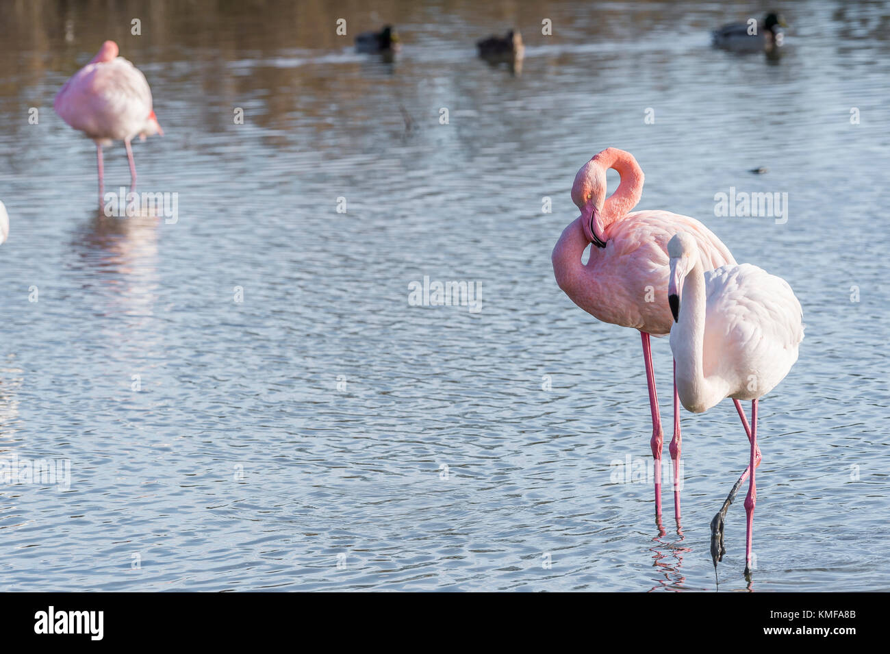 Flamants Roses Camargue Bouches du Rhone, France, PACA 13 Stock Photo ...