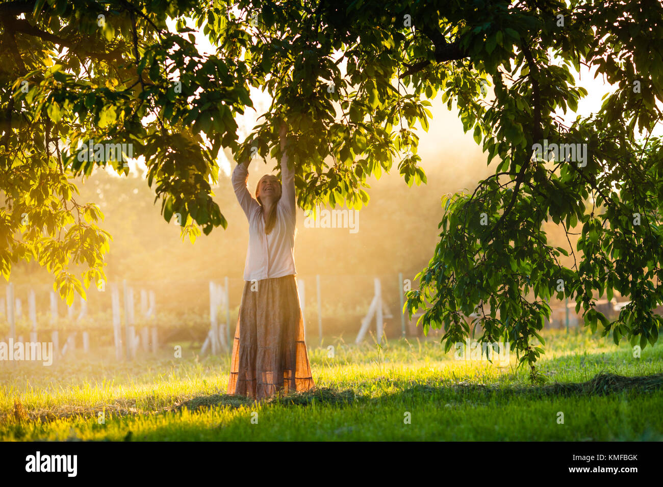Woman collects fruit from the tree Stock Photo - Alamy