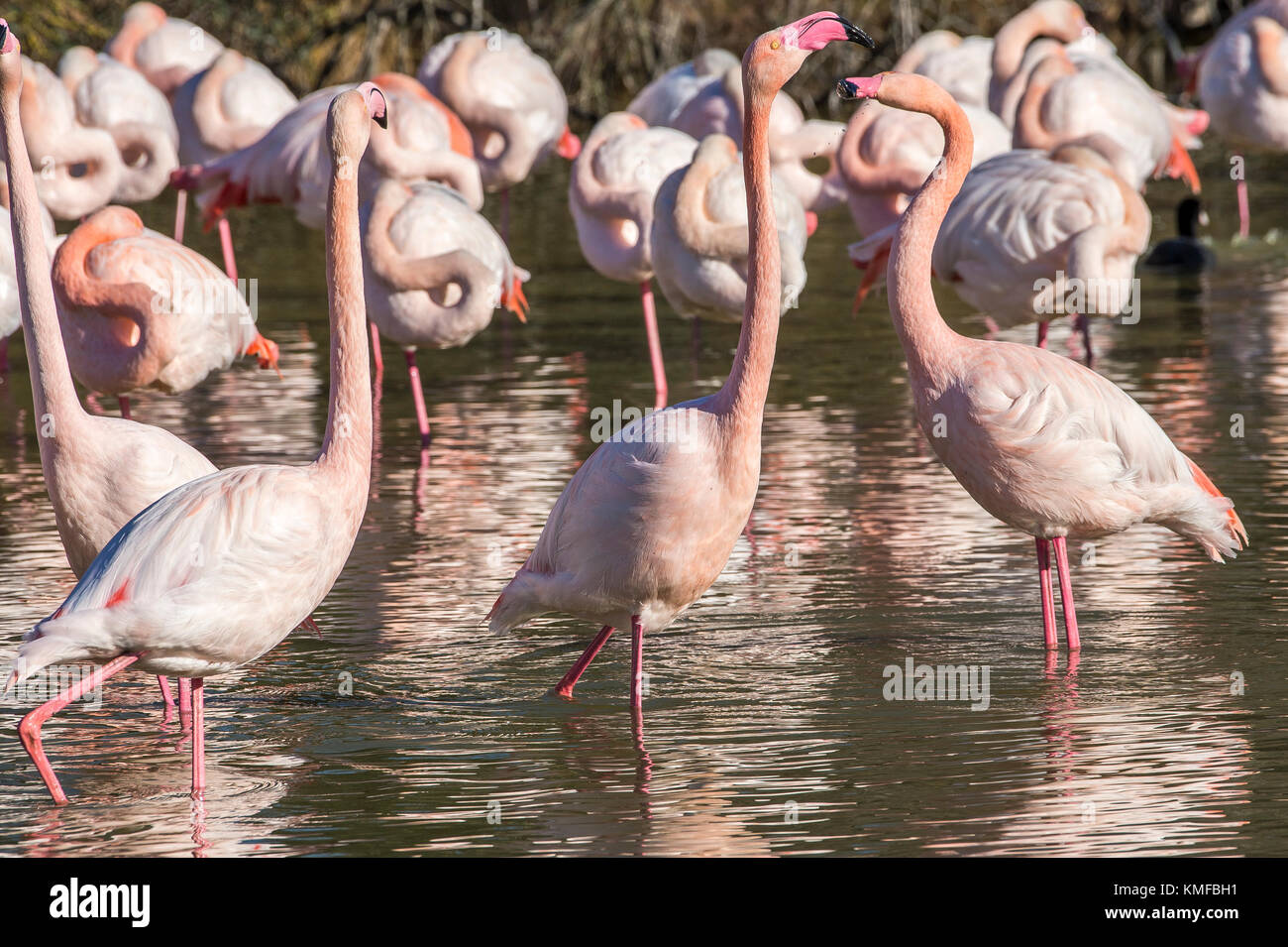 Flamants Roses Camargue Bouches du Rhone, France, PACA 13 Stock Photo ...