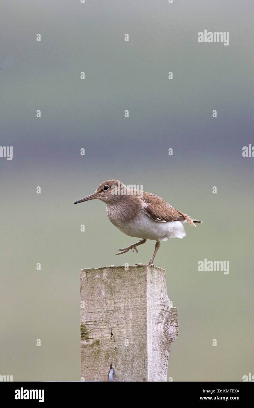 Raised foot hi-res stock photography and images - Alamy