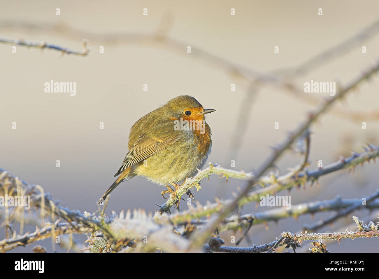 Catcott national nature reserve hi-res stock photography and images - Alamy