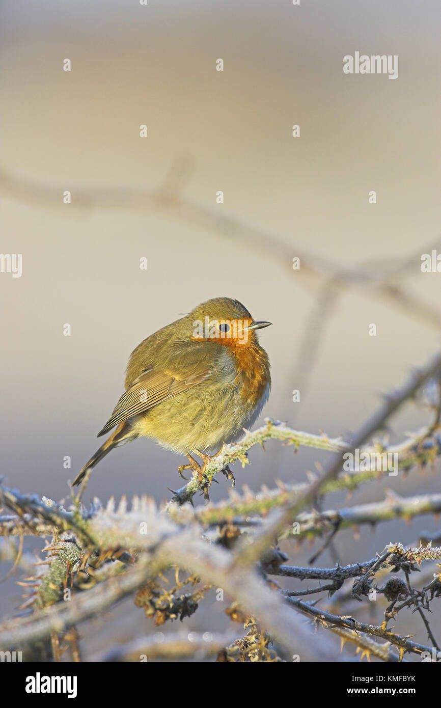 Catcott national nature reserve hi-res stock photography and images - Alamy