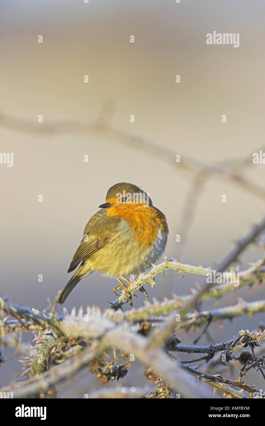 European robin Erithacus rubecula in frosty bramble hedgerow Catcott ...