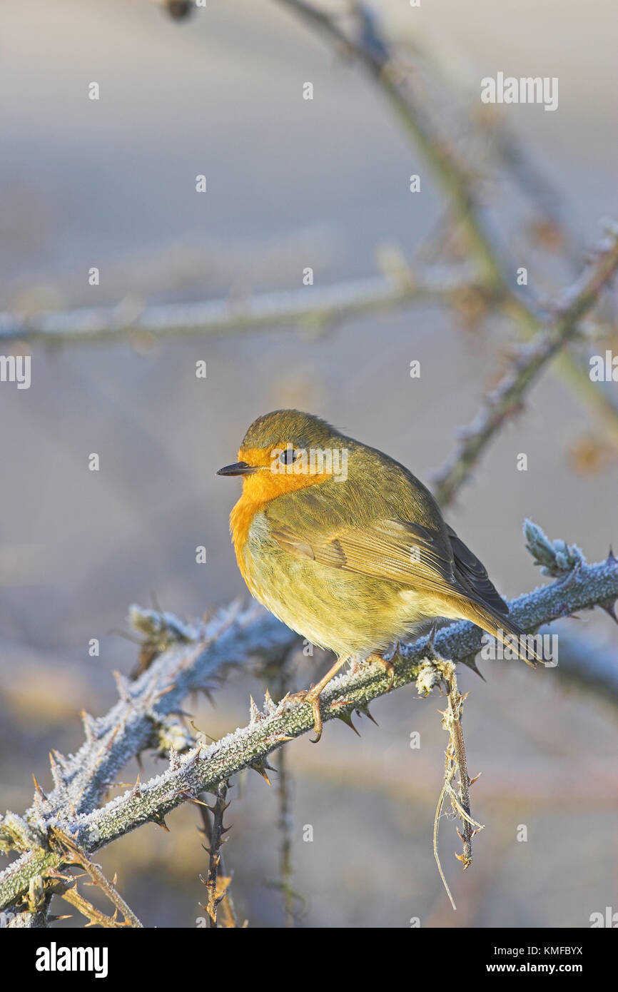 Catcott national nature reserve hi-res stock photography and images - Alamy