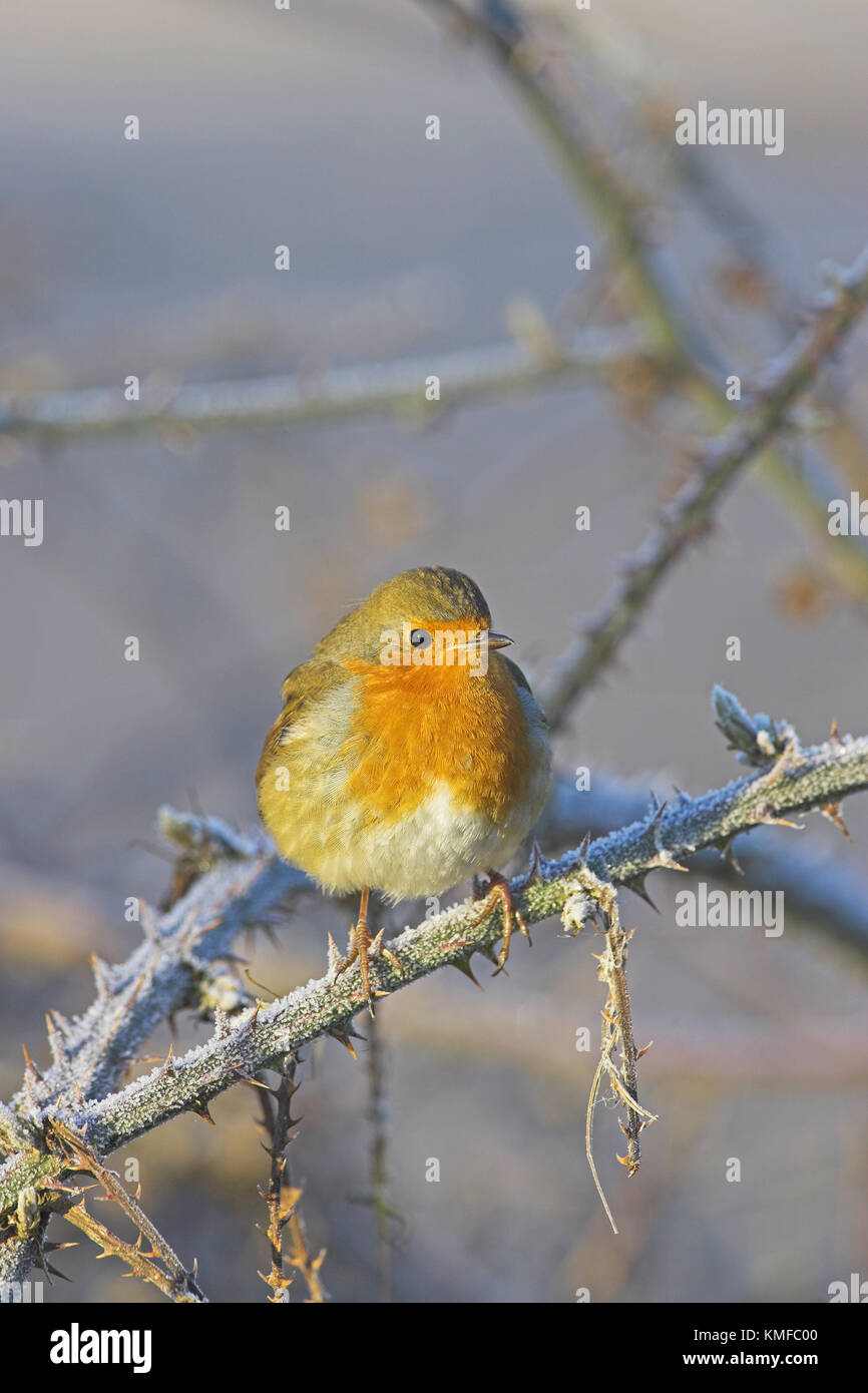 Catcott national nature reserve hi-res stock photography and images - Alamy