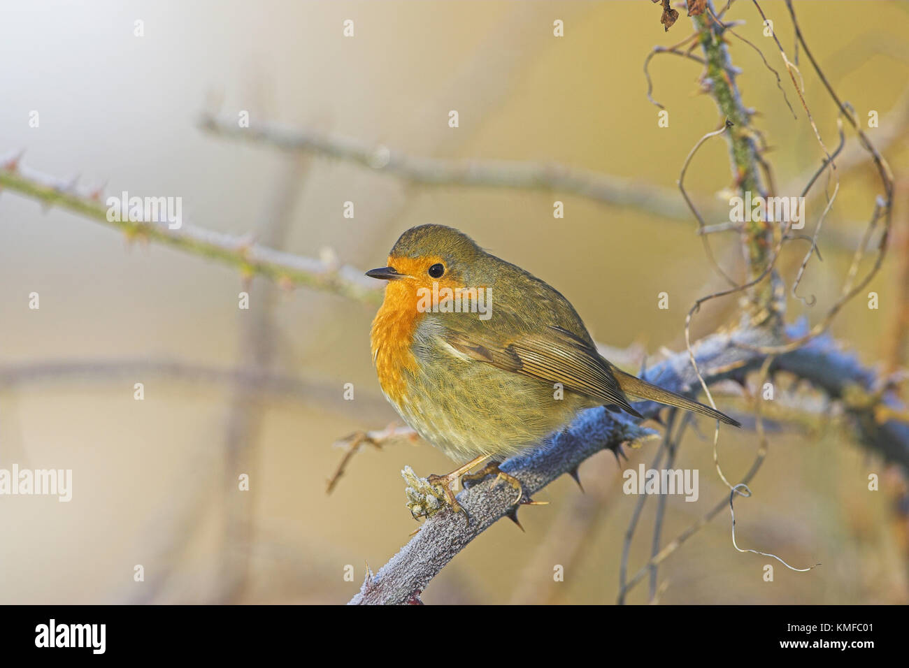 Catcott national nature reserve hi-res stock photography and images - Alamy