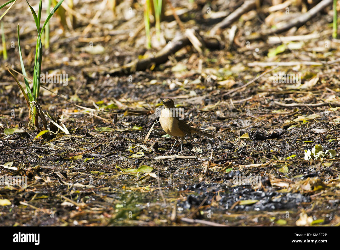 Clay-colored robin Turdus grayi Santa Ana National Wildlife Refuge ...