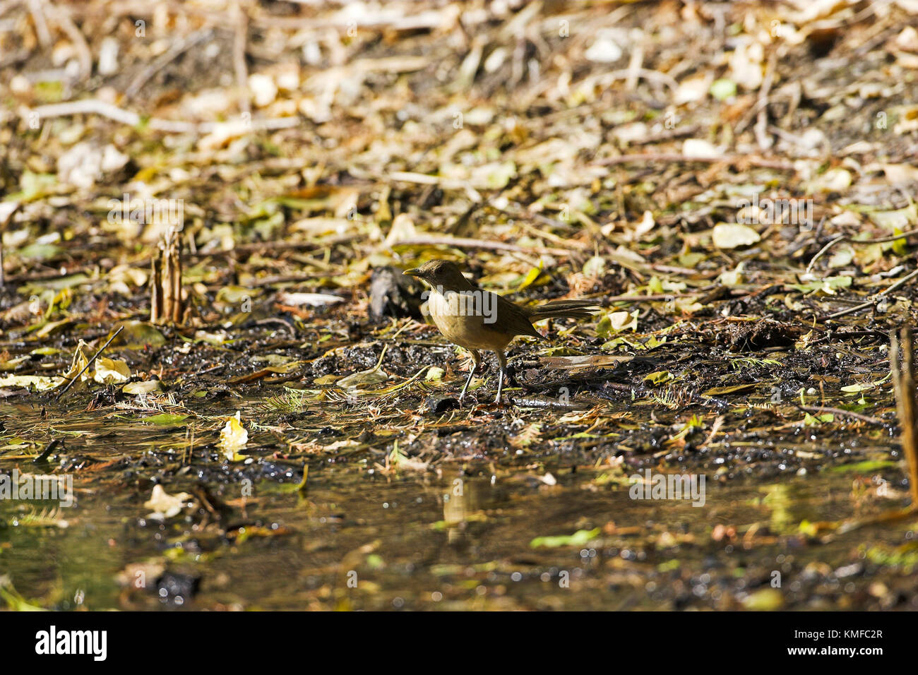 Clay-colored robin Turdus grayi Santa Ana National Wildlife Refuge ...