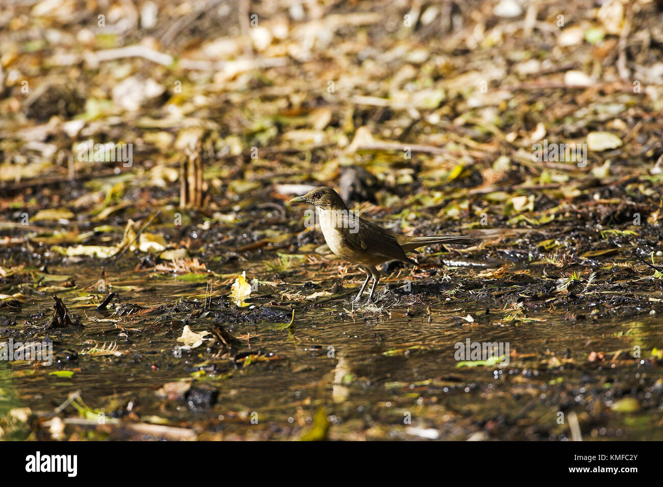 Clay-colored robin Turdus grayi Santa Ana National Wildlife Refuge ...