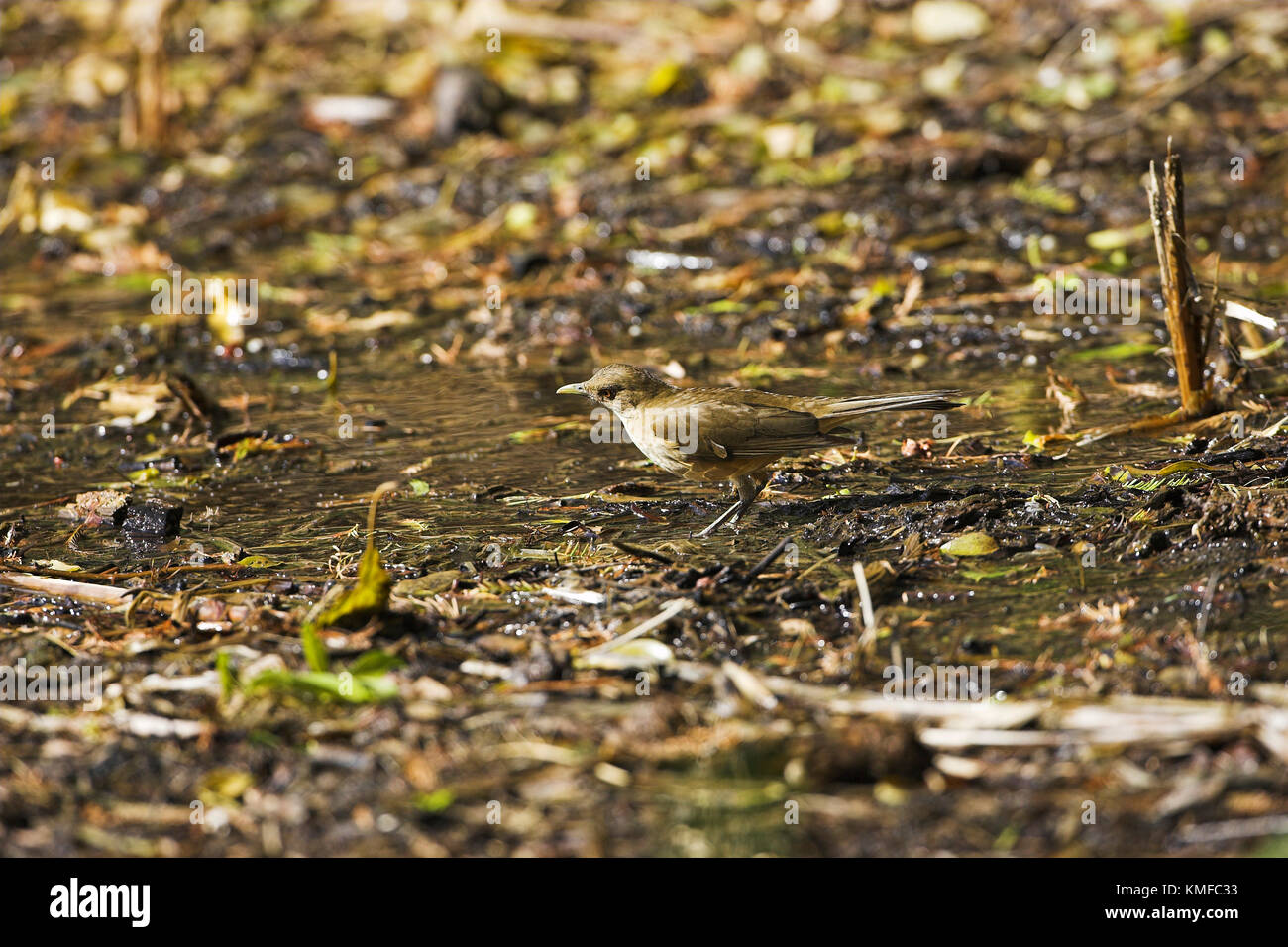Clay-colored robin Turdus grayi Santa Ana National Wildlife Refuge ...