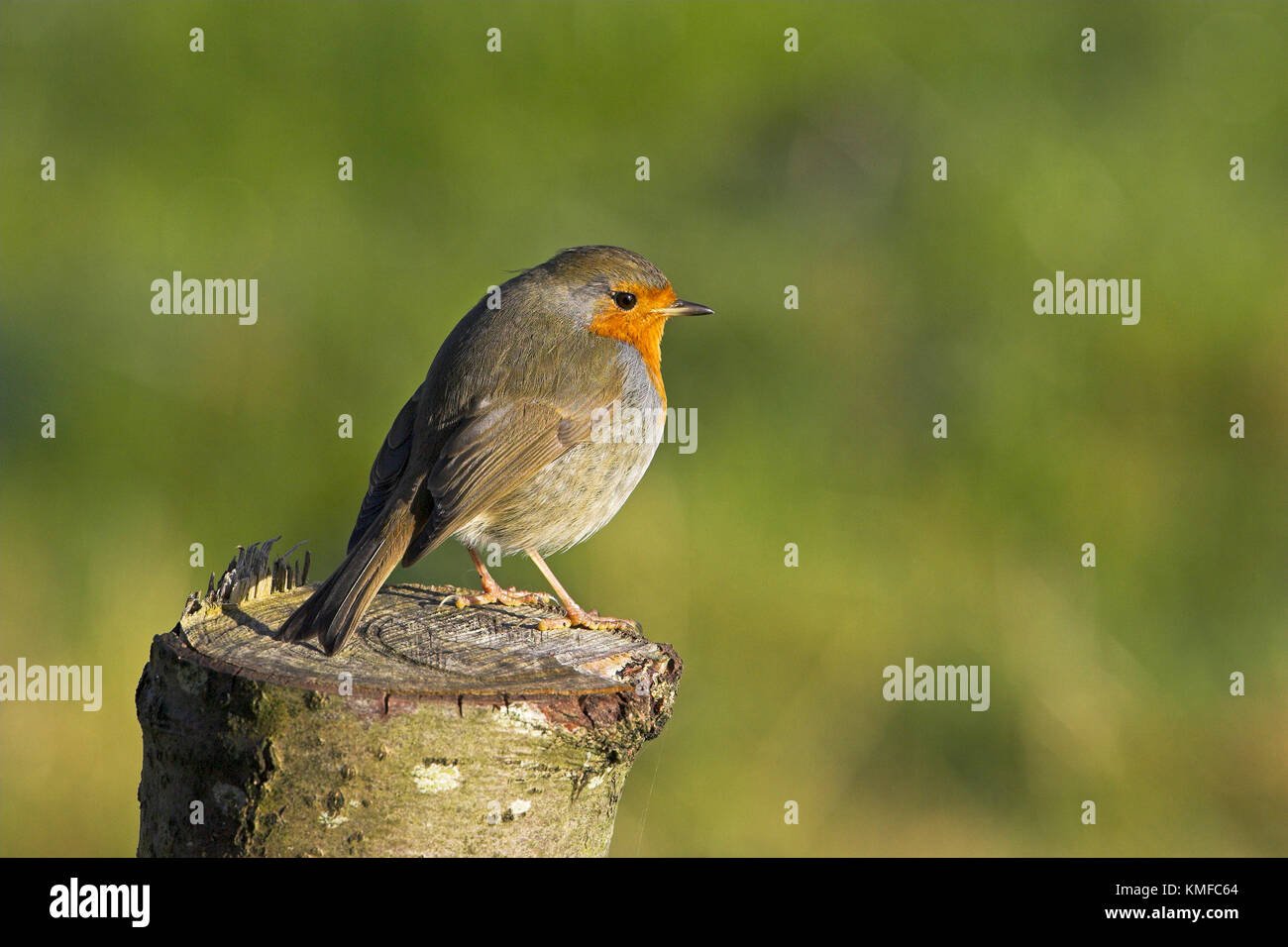 Catcott Lows Somerset Wildlife Trust Nature Reserve England Stock Photo - Alamy