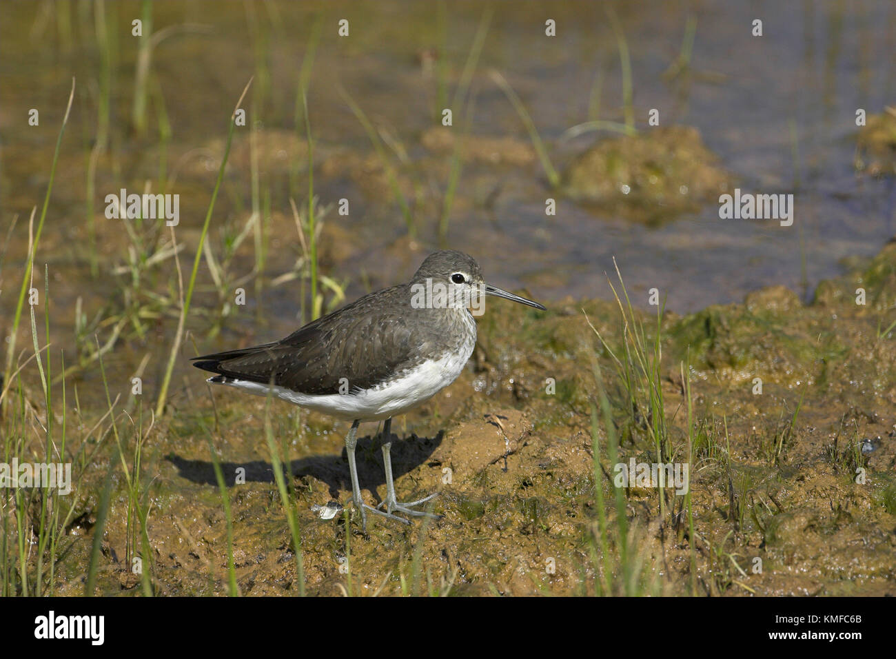 Green sandpiper Tringa ochropus on small marsh Algarve Portugal Stock ...
