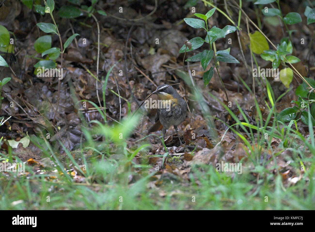Cape robin-chat Cossypha caffra with nesting material Himeville South ...