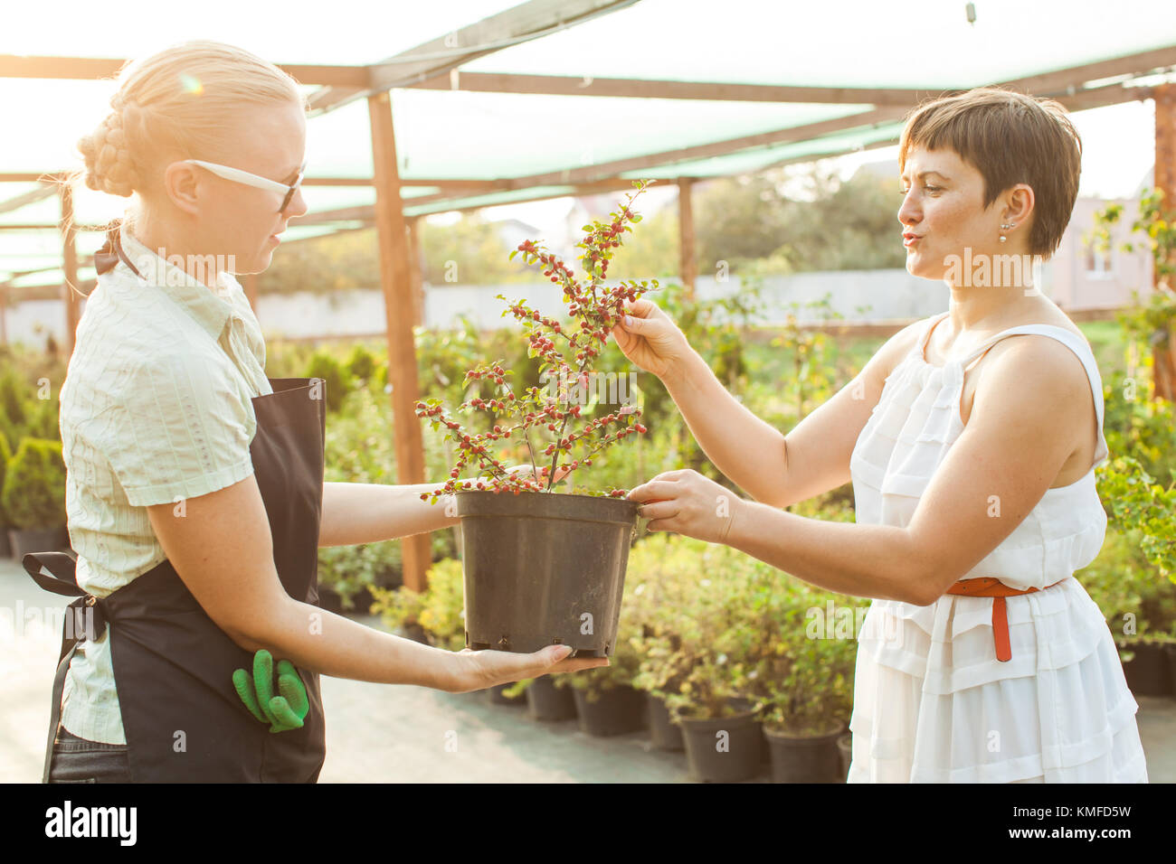 Florist demonstrating flowers in a pot Stock Photo - Alamy
