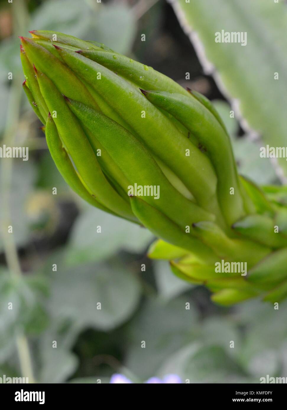 Dragonfruit unopened flower, Townsville, Queensland, Australia Stock ...