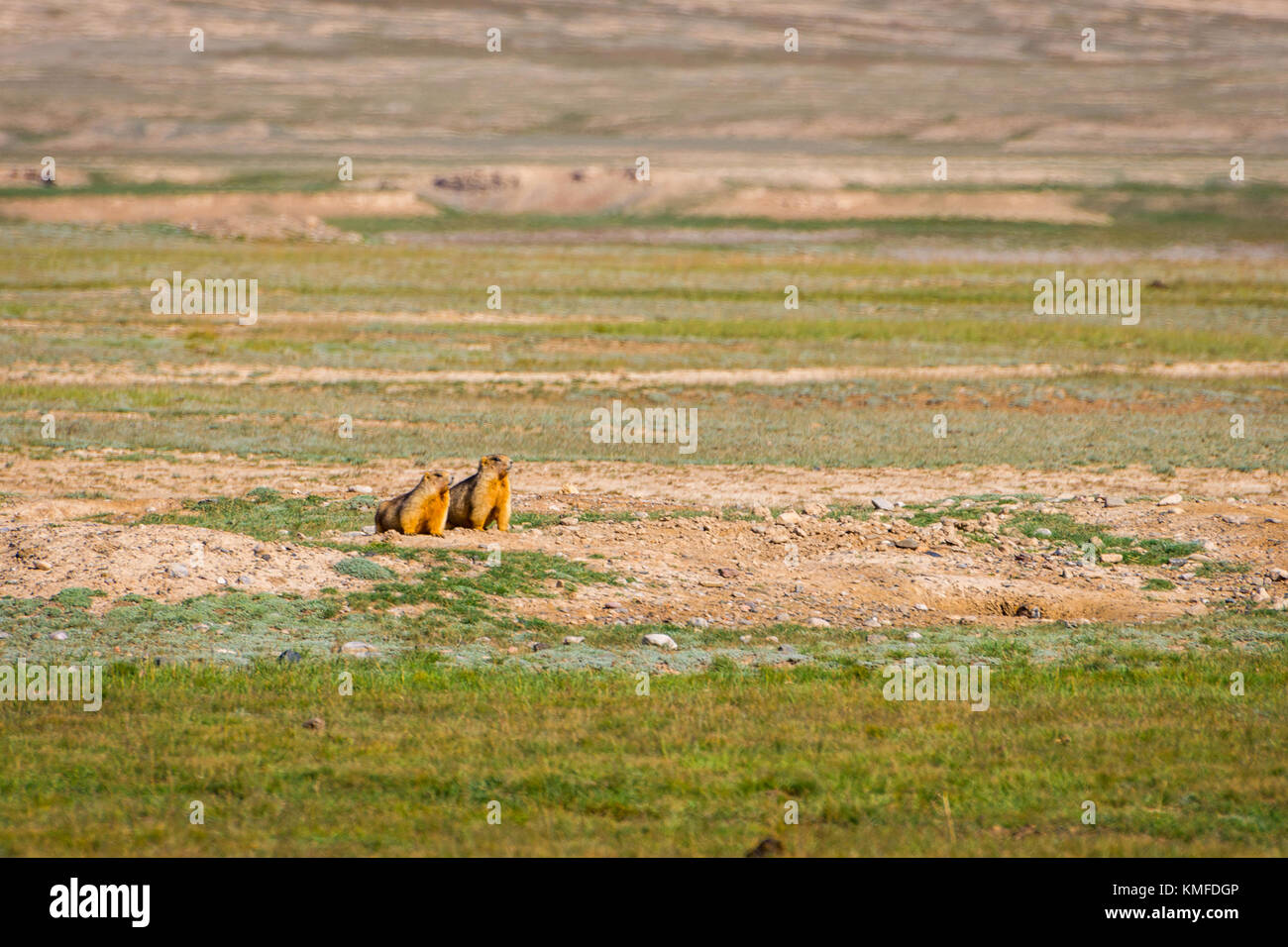 Marmots looking out of their holes in a colorful valley, Kyrgyzstan ...