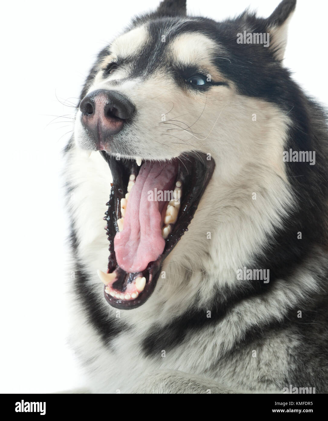 adult male husky in the studio on a white background Stock Photo - Alamy