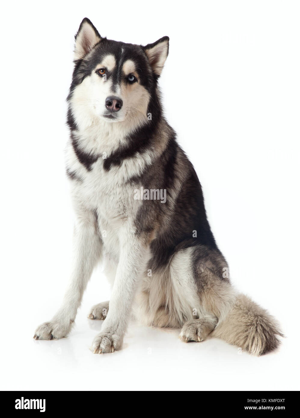 adult male husky in the studio on a white background Stock Photo - Alamy