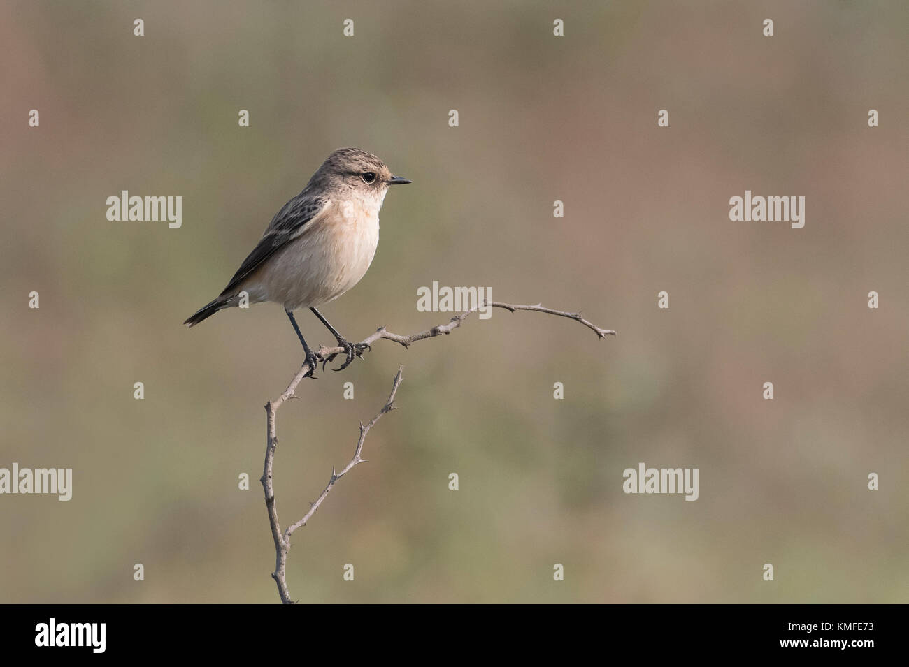 Siberian stonechat hi-res stock photography and images - Alamy