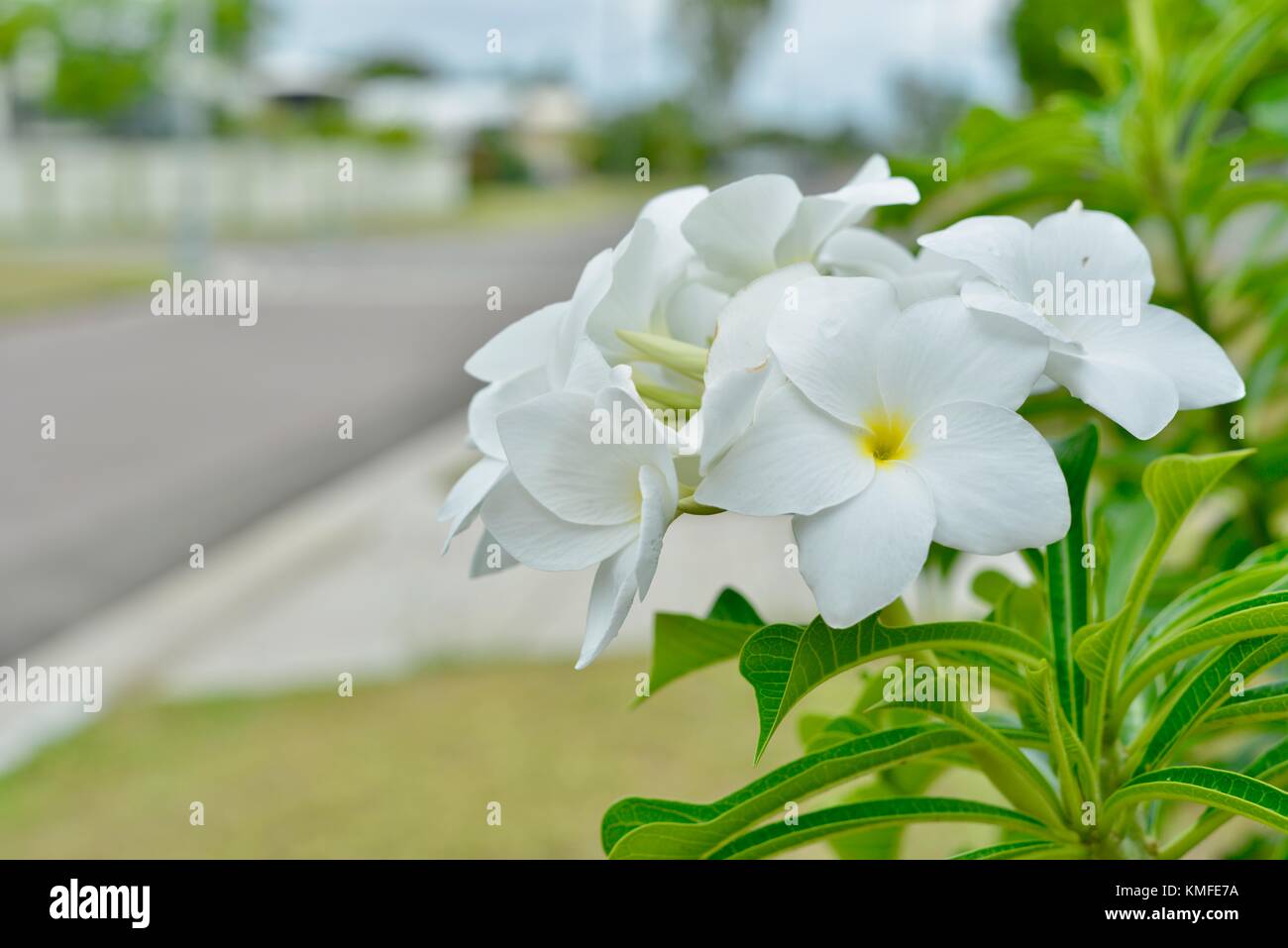 White flowers in visually appealing composition, Townsville, Queensland ...