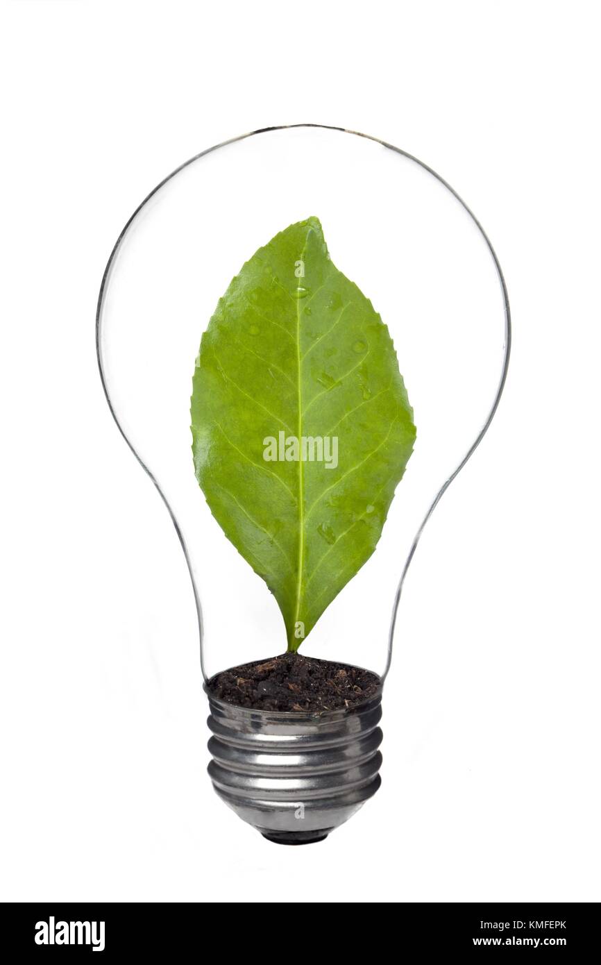 Light bulb with plant inside Cut Out Stock Images & Pictures - Alamy