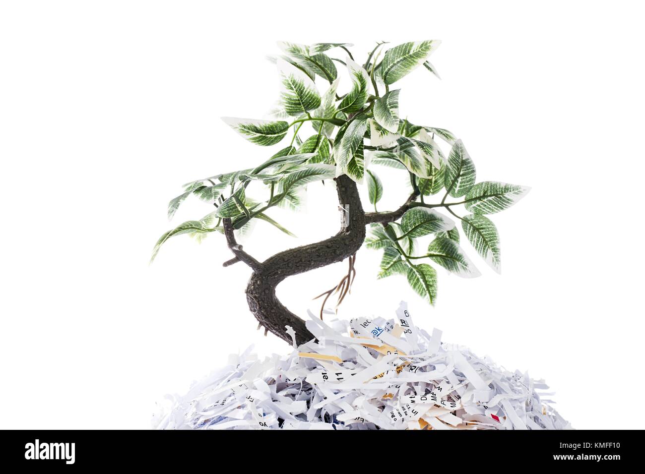 tree with shredded paper Stock Photo - Alamy