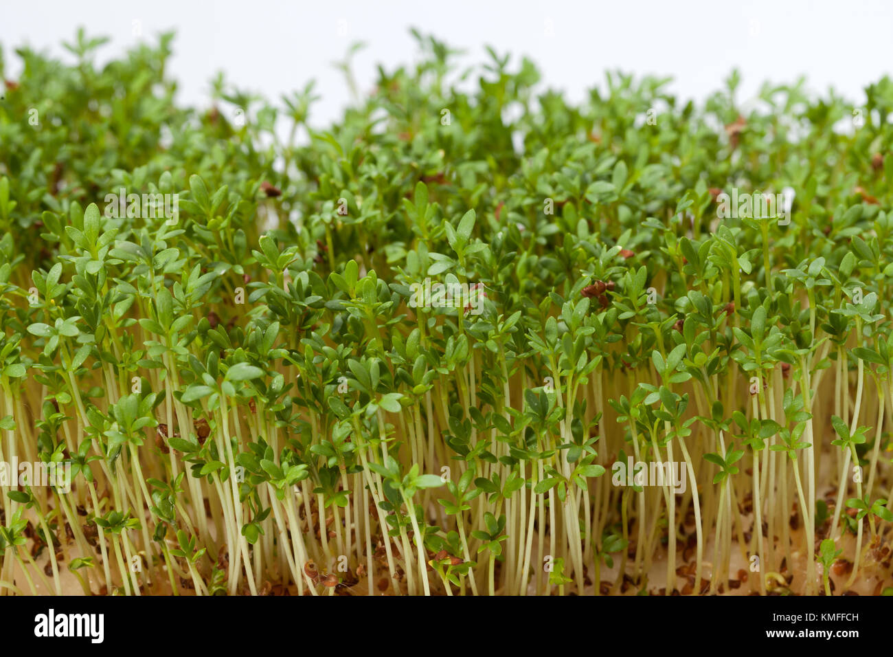 Cress seedlings isolated on white background Stock Photo - Alamy