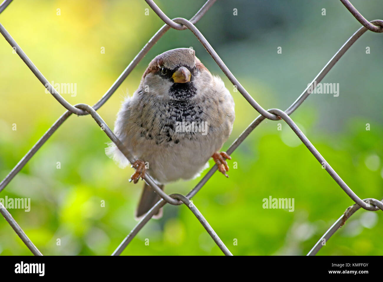 male sparrow (passer domesticus) sitting on a chain-link wire fence ...