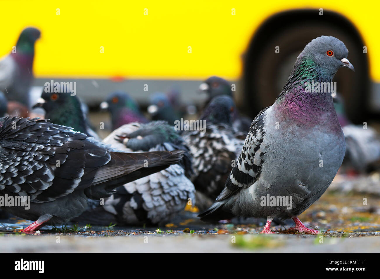 Pigeon swarm on summer hi-res stock photography and images - Alamy