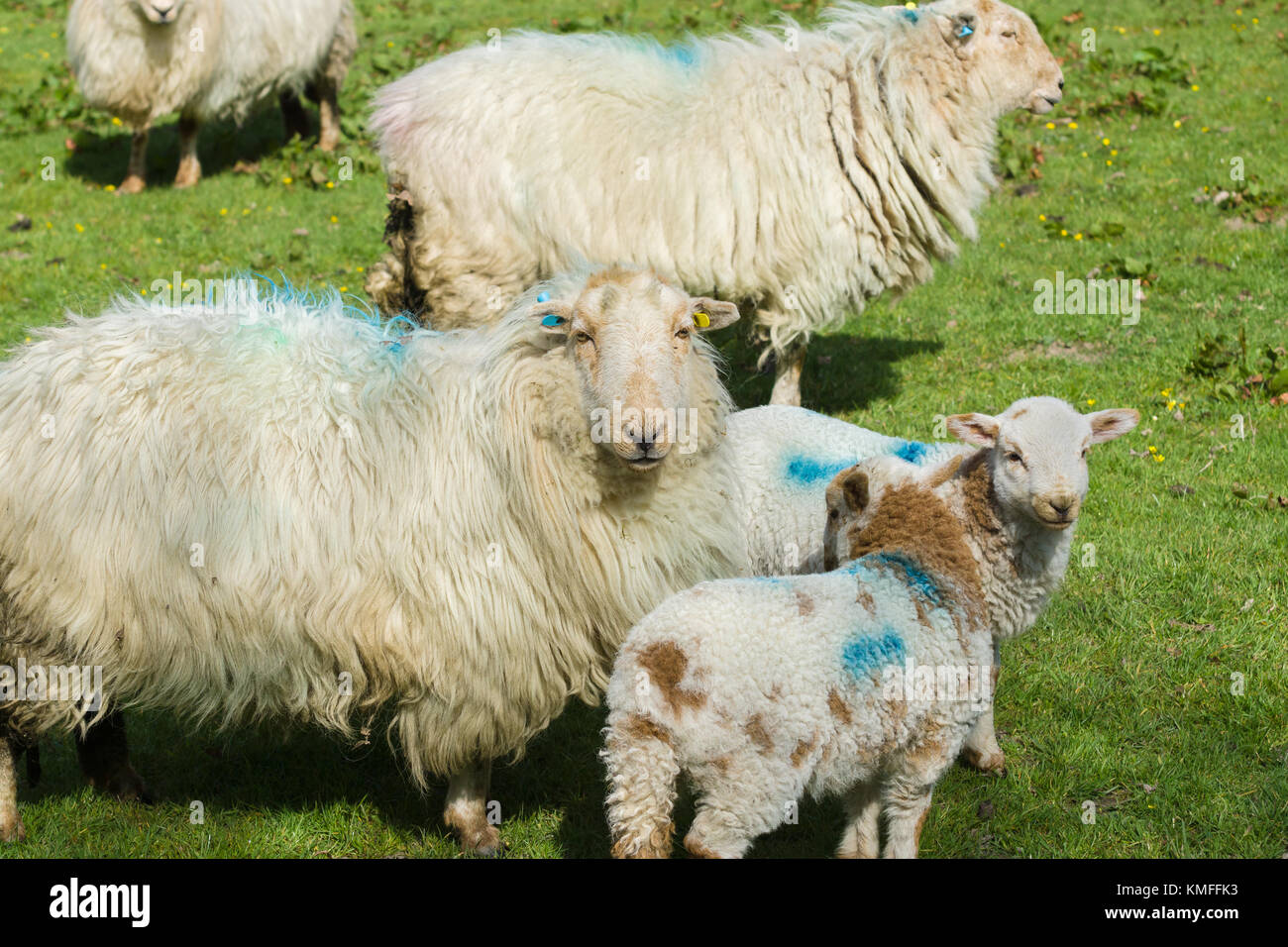 Welsh mountain sheep ewe keeps a watchful guard over her twin lambs on ...