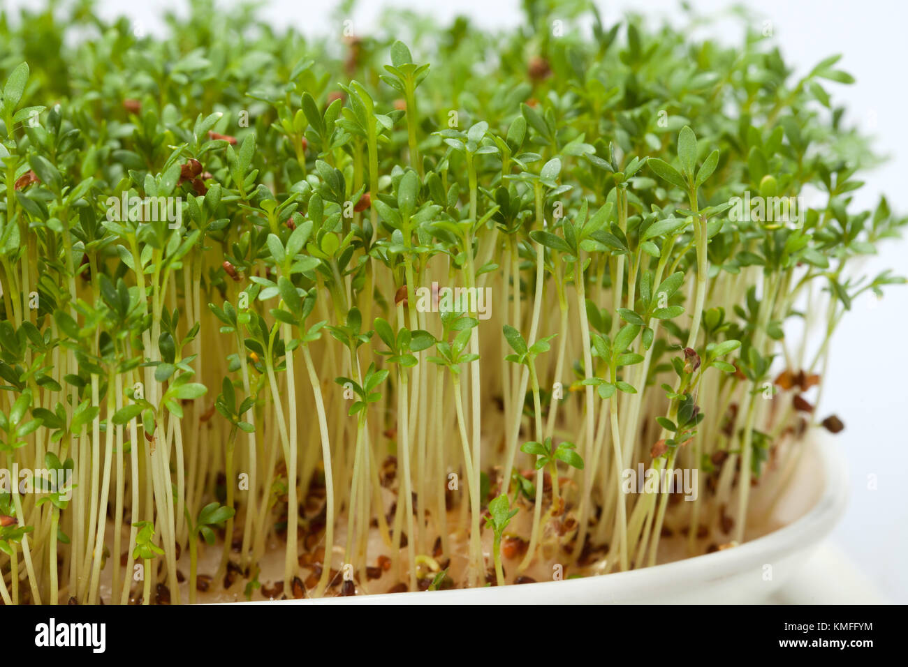 Cress seedlings isolated on white background Stock Photo - Alamy